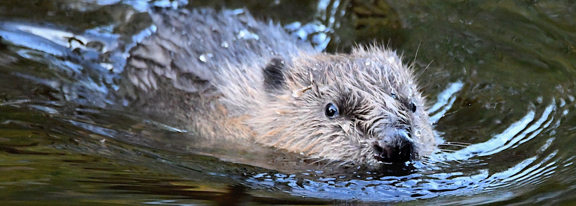 Study sheds new light on how Scotland’s beavers interact with the ...