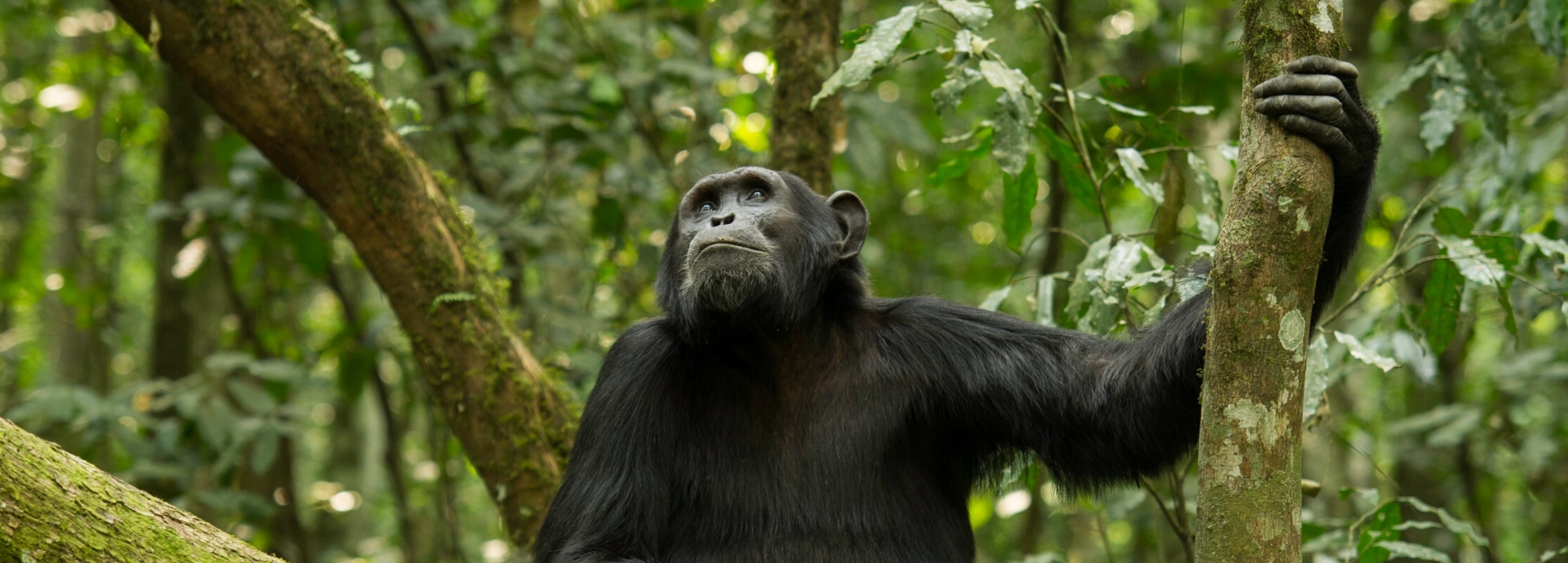 Study sheds new light on cross-species virus spillovers that can cause ...
