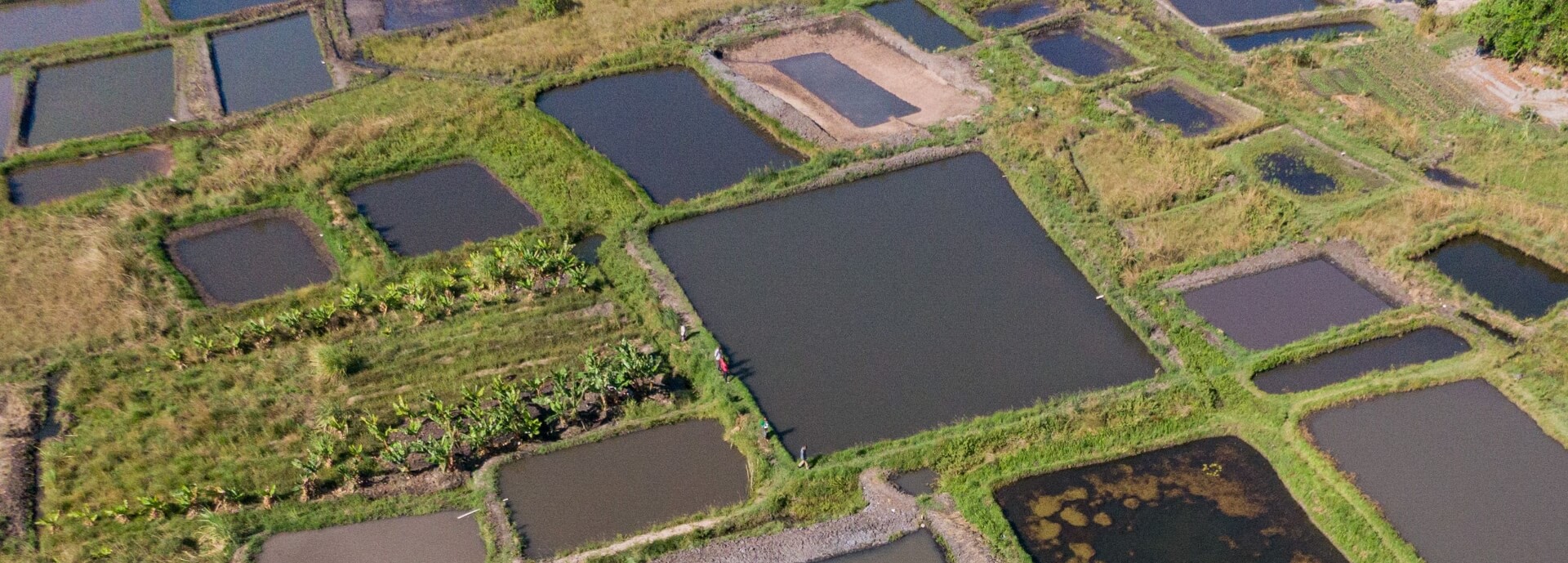 New study reveals the transformative power of aquaculture in Zambia ...