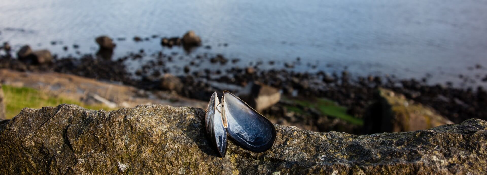 Study could lead to improved mussel production | About | University of ...