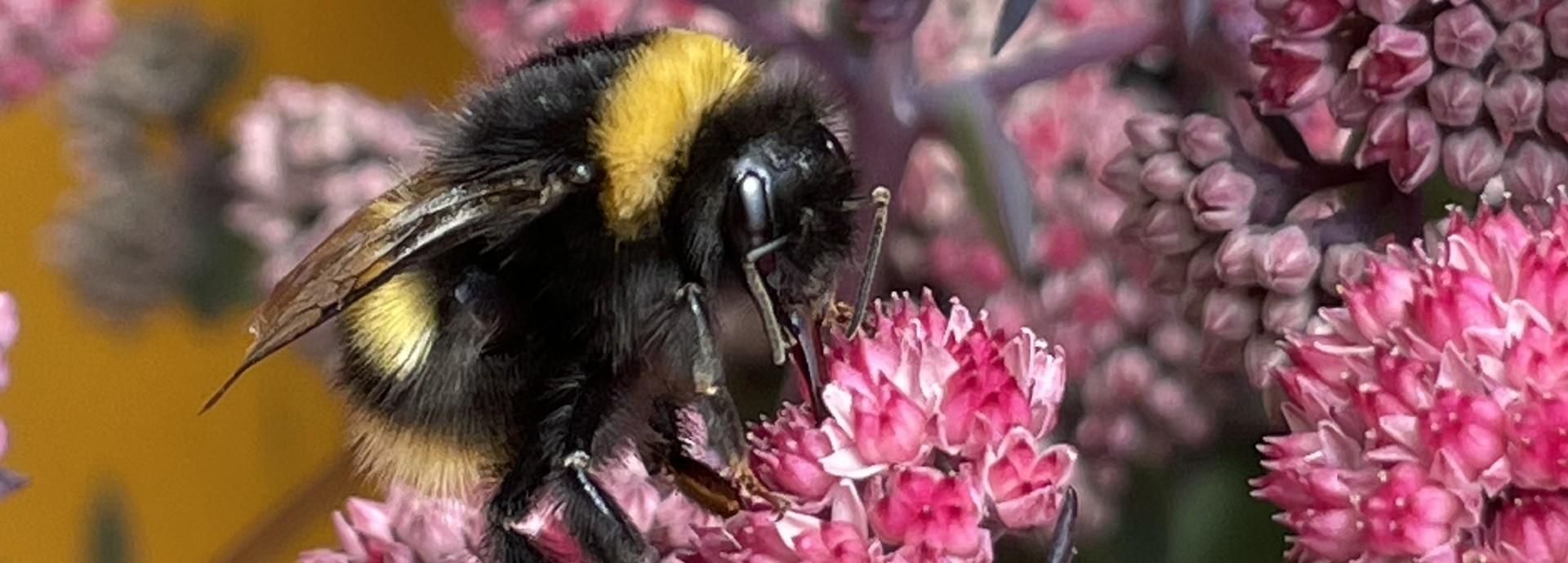 Wild bumblebees capable of logical reasoning, study finds | About ...